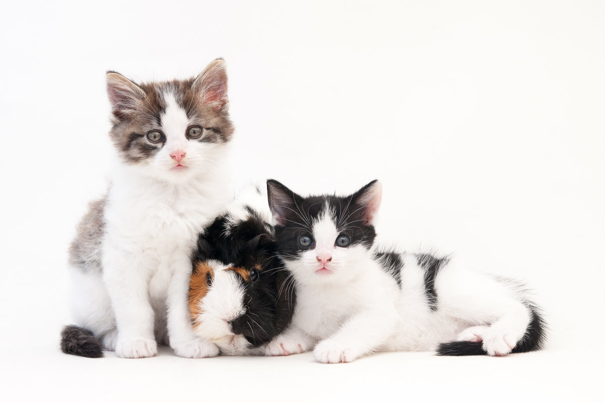 Cats – Creature Komforts